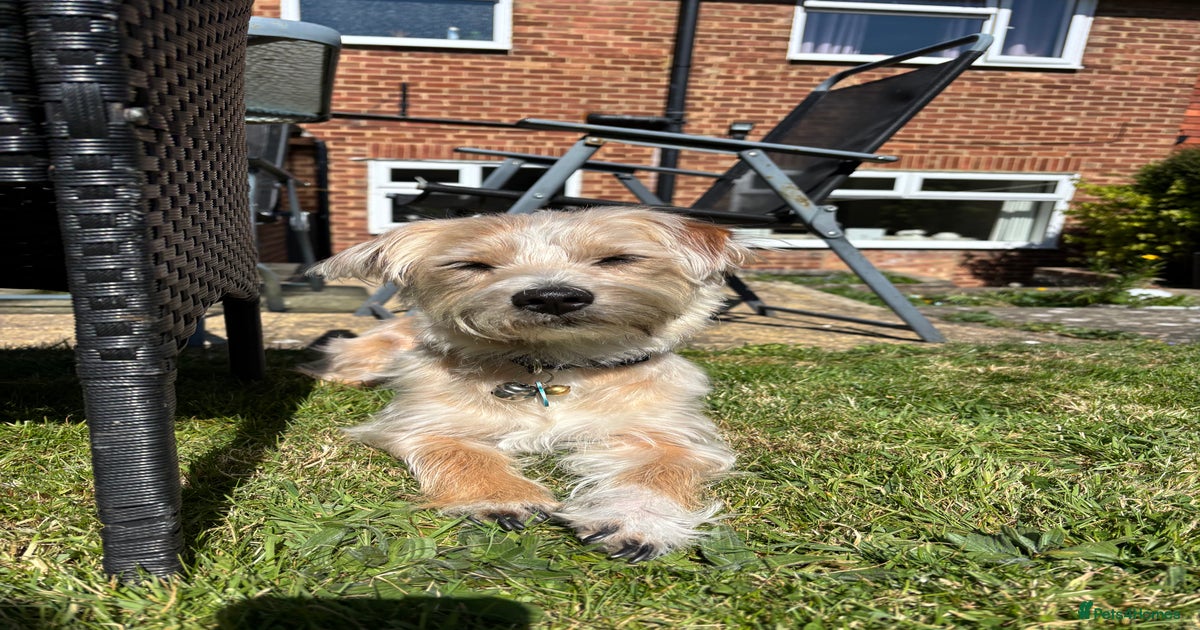 Cairn terrier x Maltese for stud in | Pets4Homes