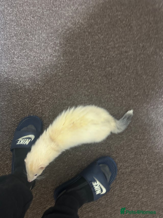 6 month old champagne colored ferret with for sale in Wrexham | Pets4Homes
