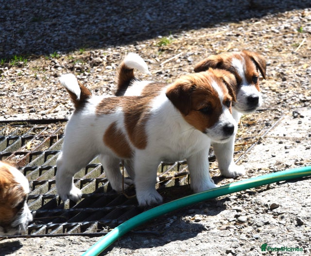 KC Reg JR dog puppies for sale in Bishop's Castle | Pets4Homes