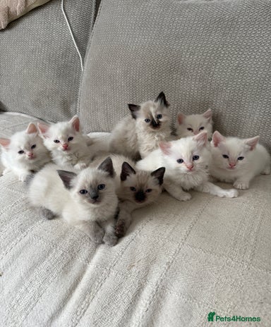 Orange Kittens for sale | Pets4Homes