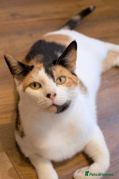 Cats for adoption | Pets4Homes