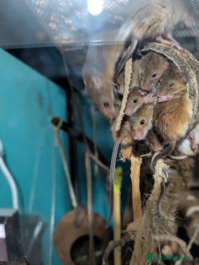 Harvest mice for sale, Newcastle upon Tyne for sale in Newcastle upon ...