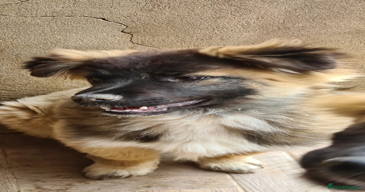 Dogs for adoption | Pets4Homes