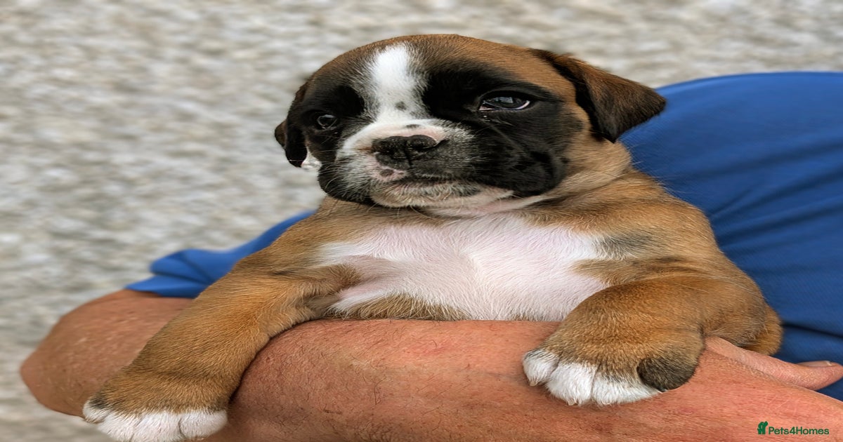 Quality European Boxer Puppies (KC Reg ) for sale in Stranraer | Pets4Homes