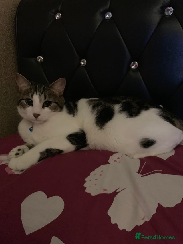 Male domestic shorthair tabby cat for sale in London | Pets4Homes