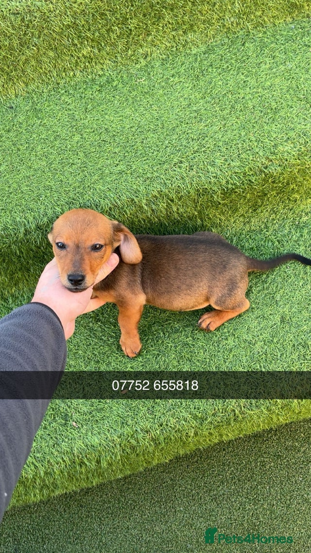 Dachshund x Jack Russell for sale in Shepperton | Pets4Homes