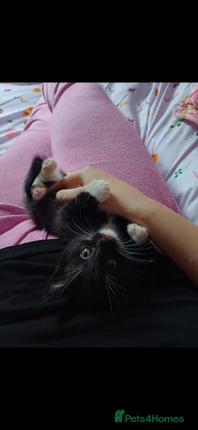 male kitten for sale in Manchester | Pets4Homes