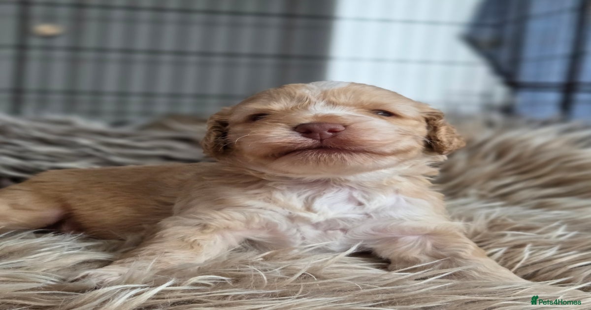 Gorgeous litter of Cockapoo puppies for sale in | Pets4Homes