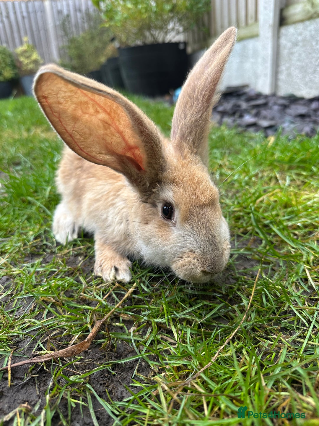 Continental Giant Rabbits Breed - Information, Temperament, Size ...