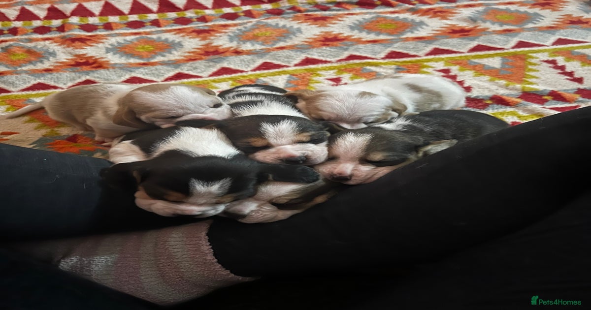 Beautiful litter of beagles including rare twins for sale in North ...