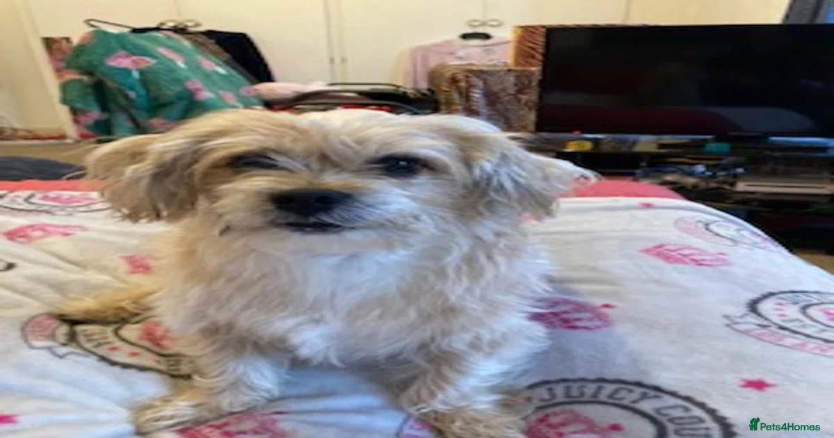 Pets & Animals for adoption | Pets4Homes
