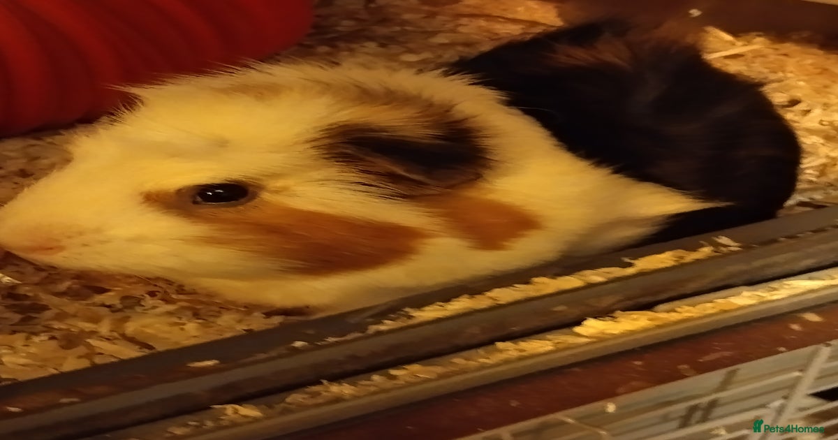 2 Year Old Male Guinea Pig Including Large Cage for sale in Leeds ...