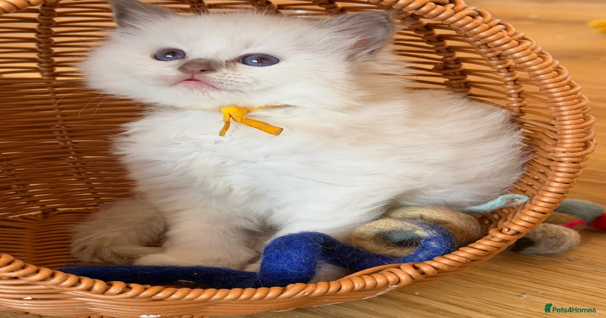 Exquisite Ragdoll litter for sale in Falkirk | Pets4Homes