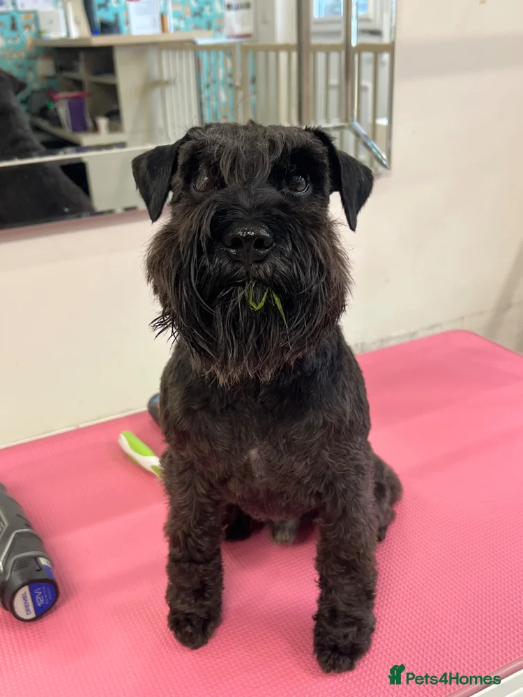 KC reg miniature schnauzer adult boy for sale in Newark | Pets4Homes