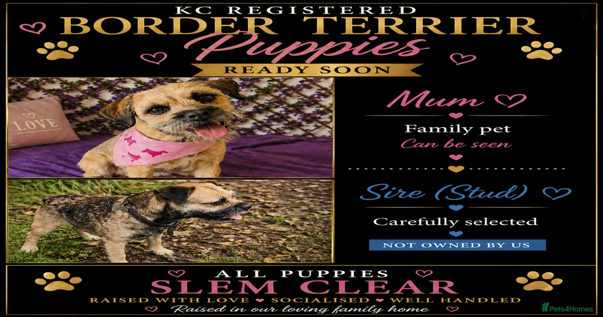 Border Terrier Puppies for sale | Pets4Homes