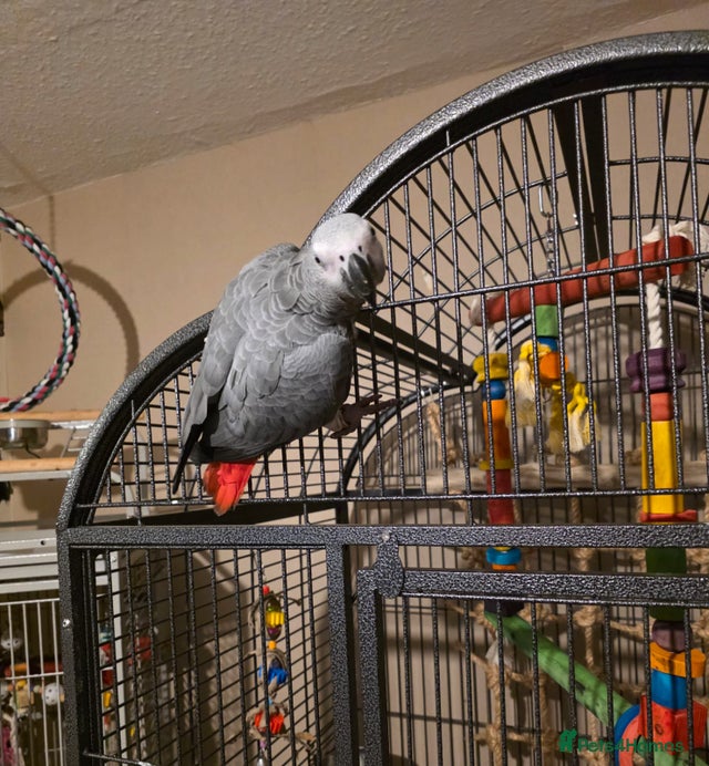 African grey for sale in Dromore | Pets4Homes