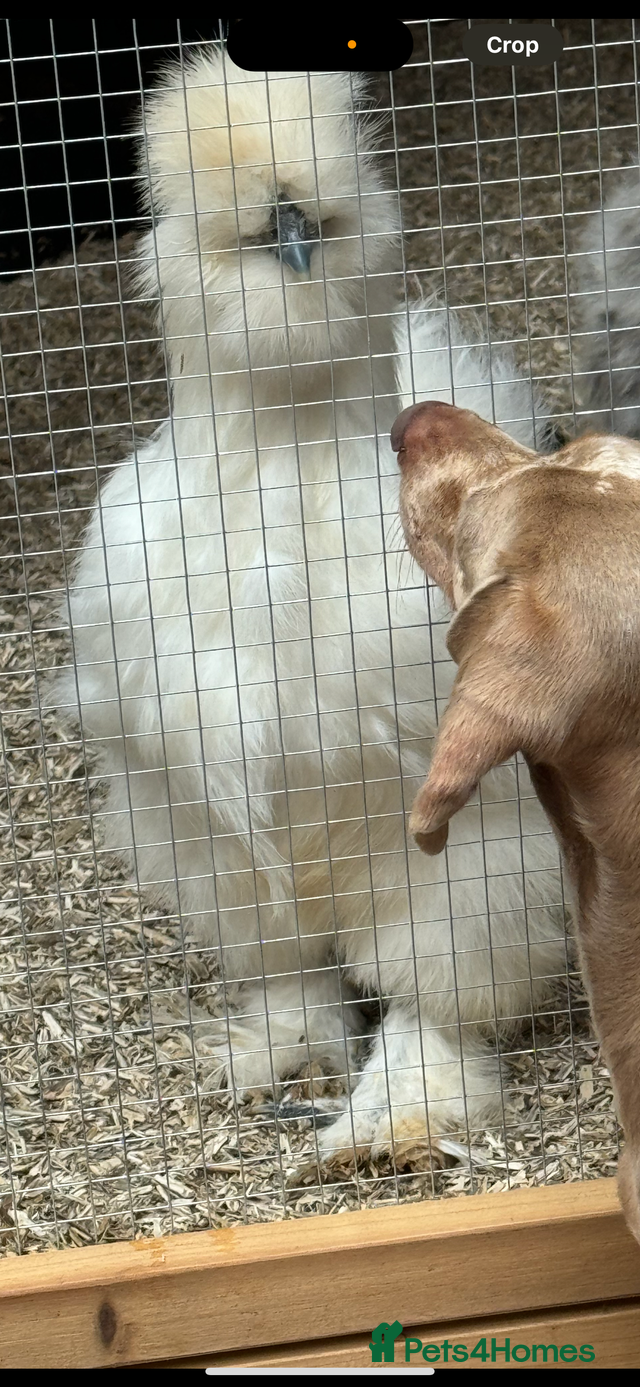 Beautiful POL silkie hen for sale in Blackpool | Pets4Homes