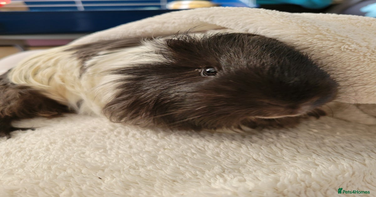 4 mnth old male GPig with Cage, Food & Bedding for sale in Newport ...