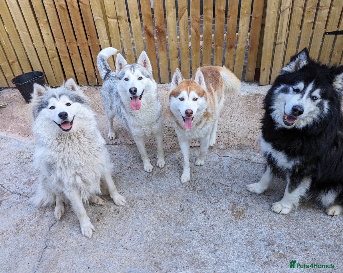 Huskies Puppies for sale | Pets4Homes