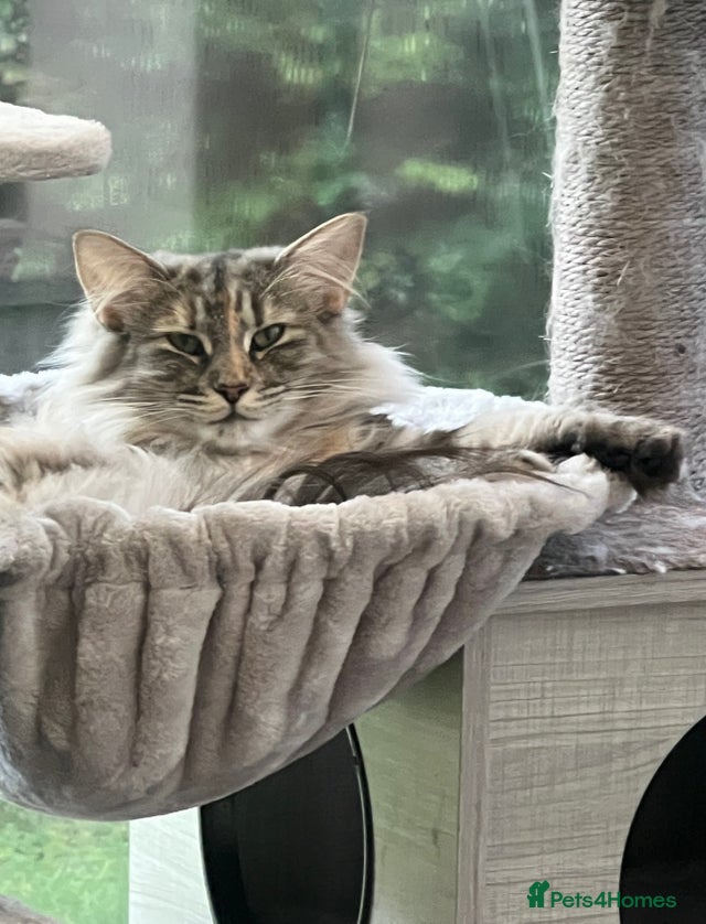 Full pedigree female Norwegian forest cat GCCF. for sale in Telford ...