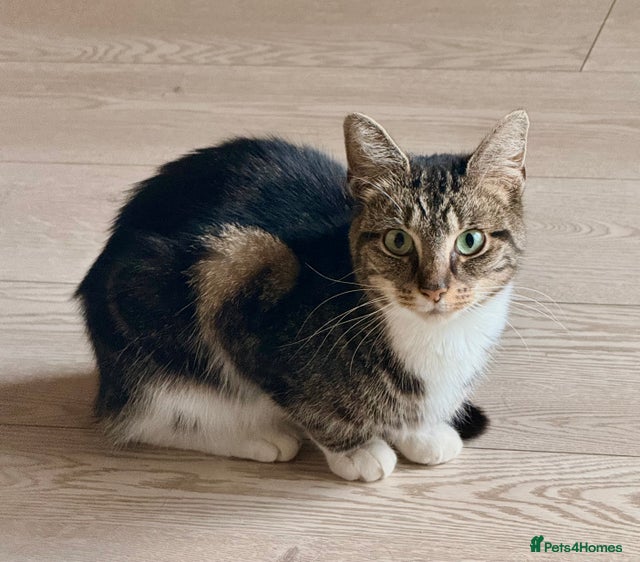 Young tabby looking for her forever home for sale in Swindon | Pets4Homes