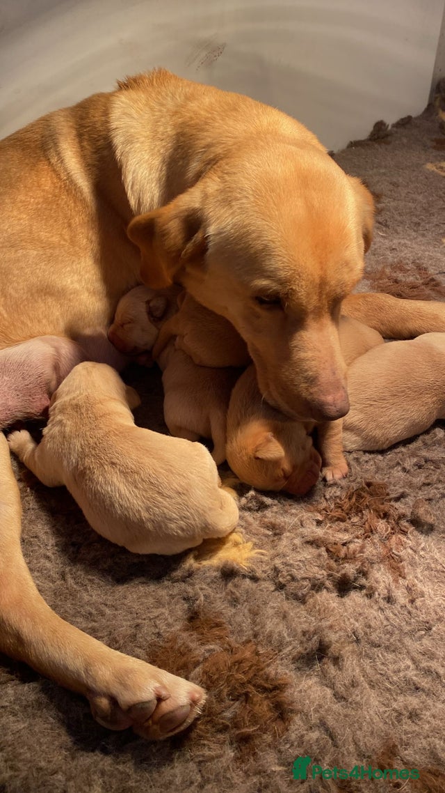 Yellow Labrador puppies for sale in Whitchurch | Pets4Homes