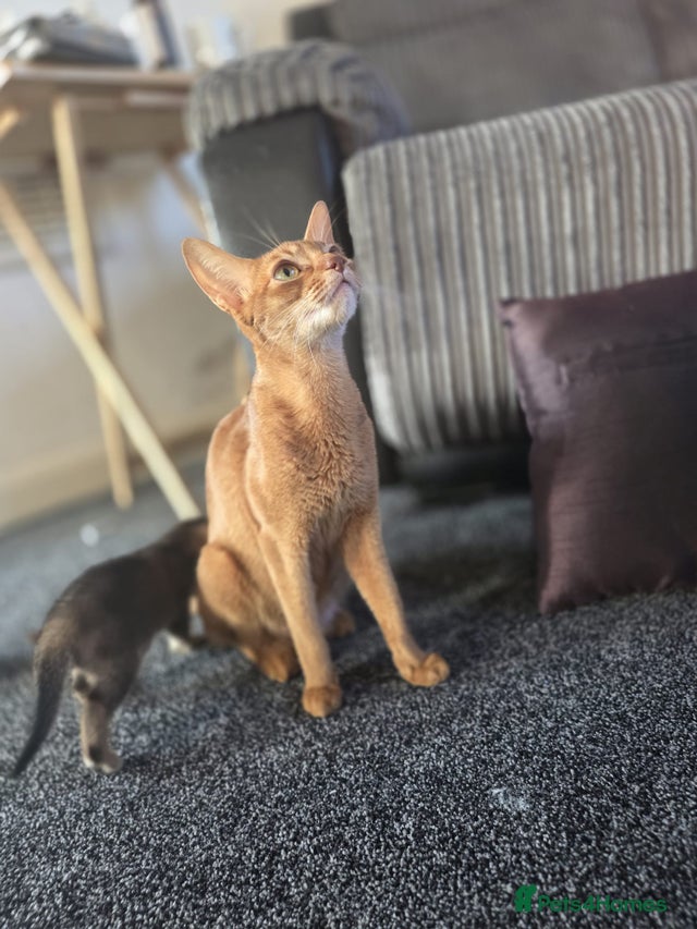 Purebred Abyssinian - Stunnin and Great with Kids for sale in Leicester ...