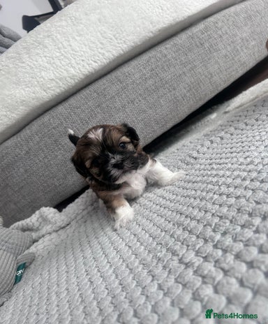 Malshi Dogs Breed - Information, Temperament, Size & Price | Pets4Homes