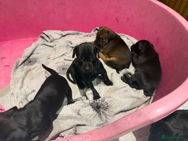 Patterdale terrier x cocker spaniel puppy’s for sale in Clacton-on-Sea ...