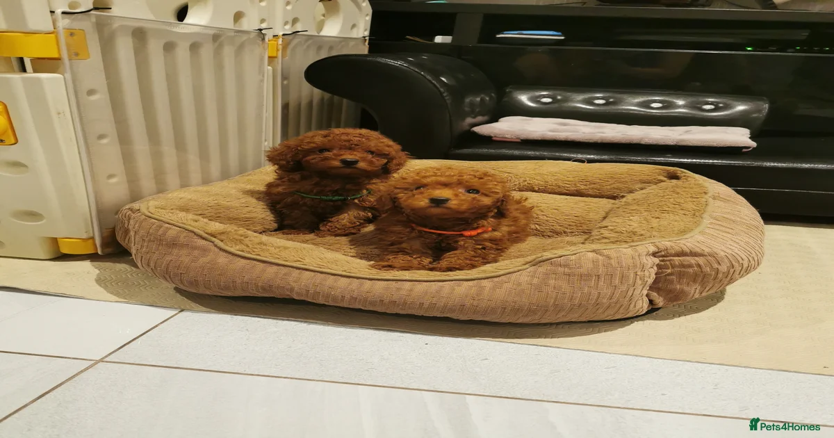 RED TOY POODLE PUPPY KC REG AND DNA CLEAR for sale in Hatfield | Pets4Homes