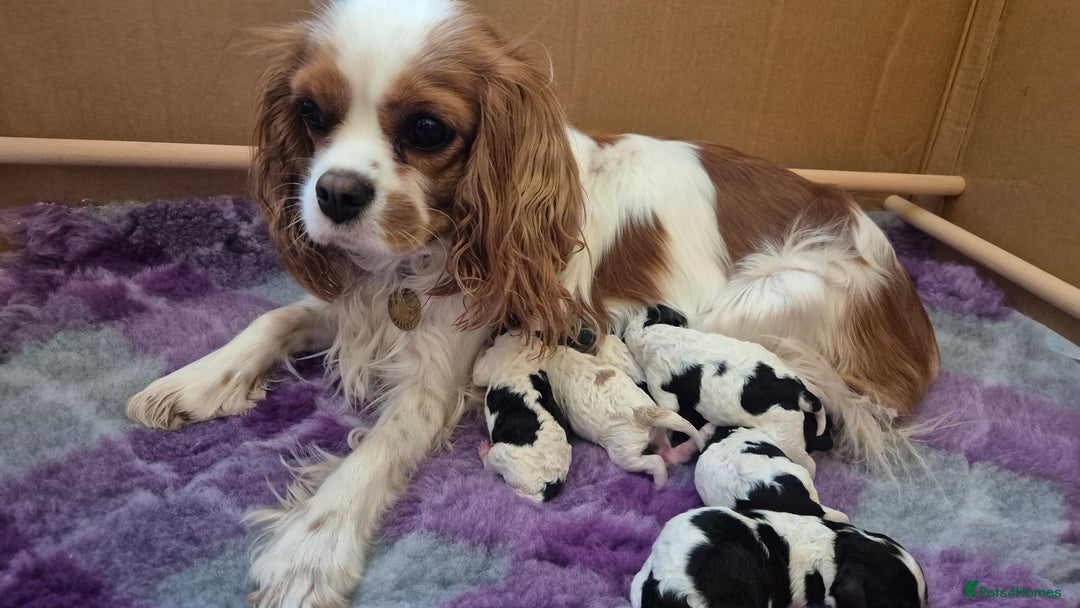 2 Gorgeous Tri coloured Cavapoo males for sale in Wirral | Pets4Homes