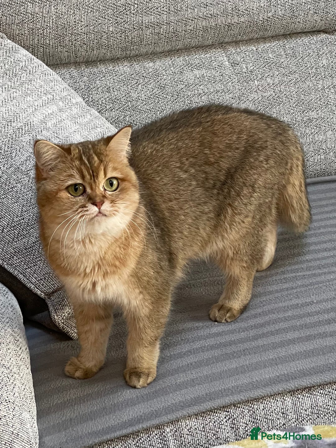 ACTIVE GOLDEN BSH QUEEN for sale in | Pets4Homes