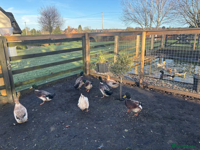 Welsh harlequin Drakes for sale in Whitchurch | Pets4Homes