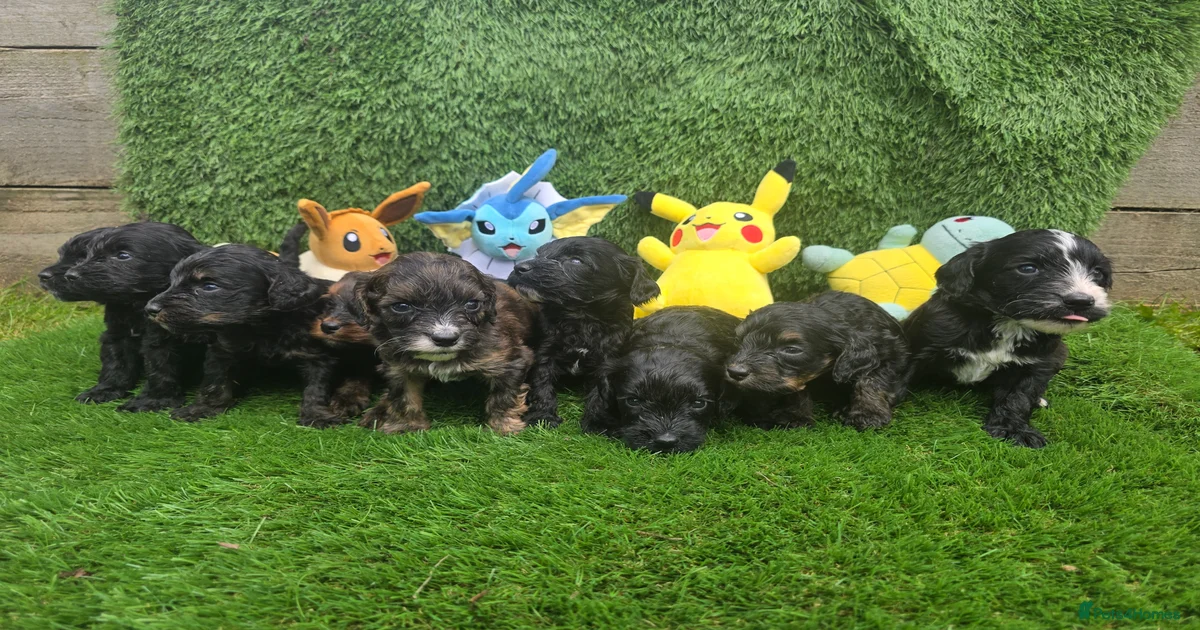 Cockapoo Puppies for sale | Pets4Homes