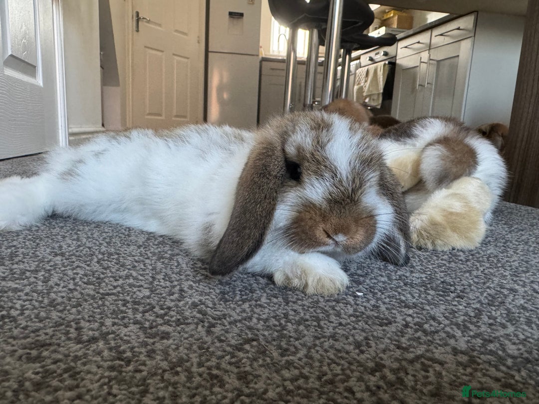 2 Mini Lop Rabbits for sale in Hull | Pets4Homes