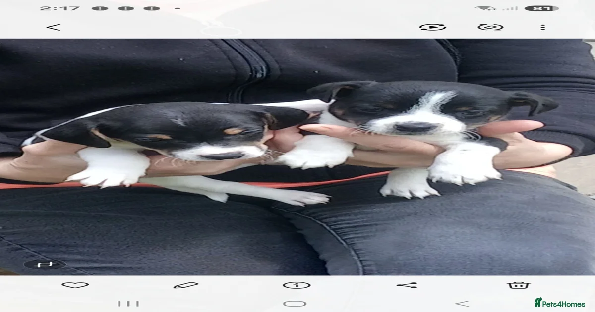 Female Jack Russel Terrier Puppies for sale | Pets4Homes