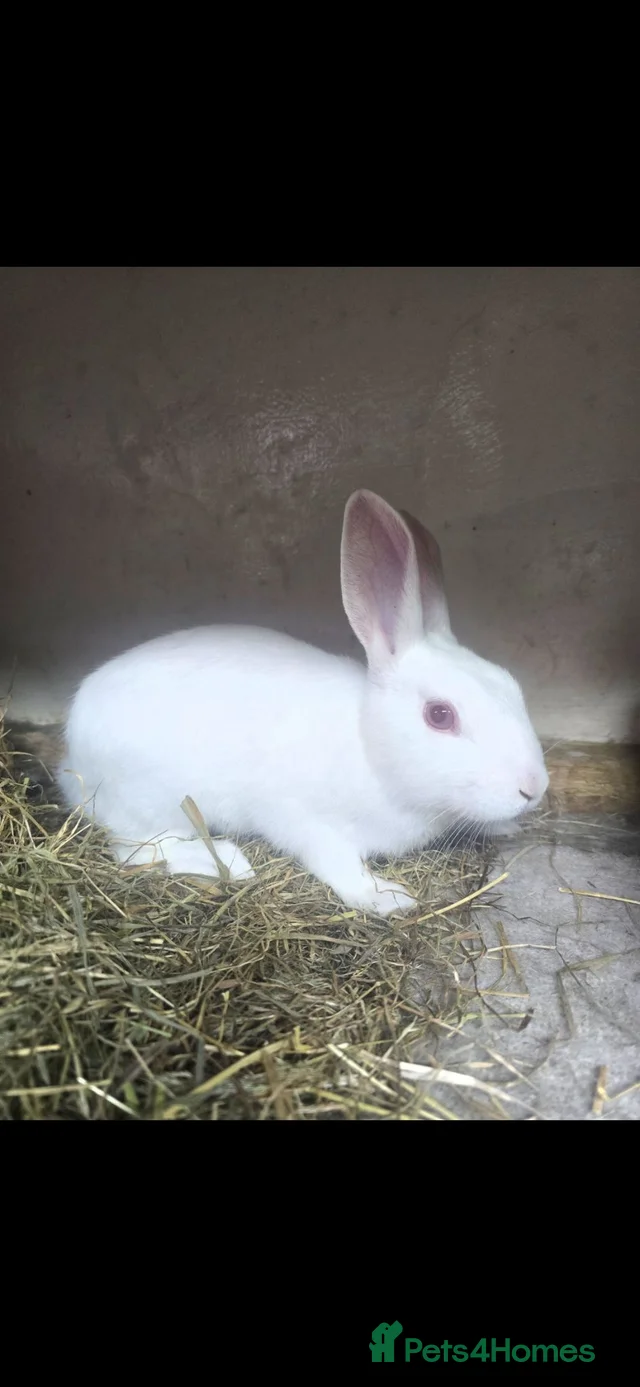 Baby white bunny male rescue for sale in Stoke-on-Trent | Pets4Homes