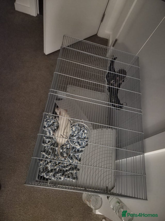 Fancy Rats for SALE for sale in Milton Keynes | Pets4Homes