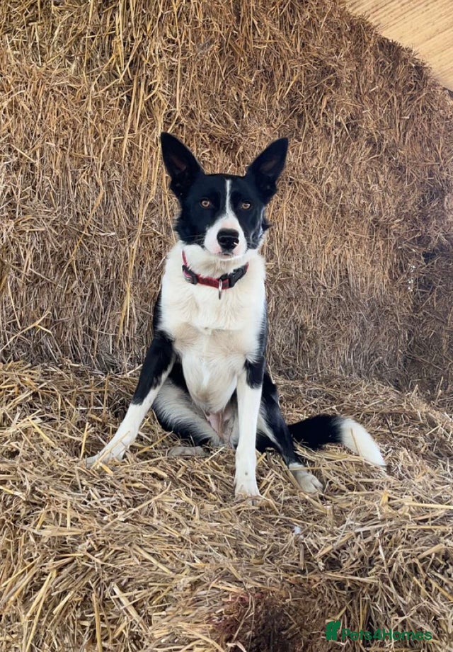 Male Border Collie X Labradoodle for Sale for sale in Oswestry | Pets4Homes