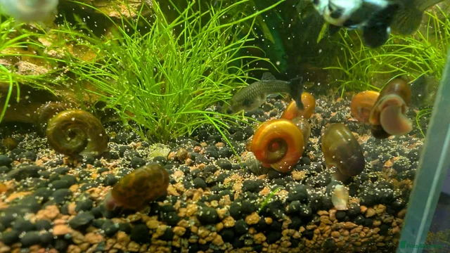 Ramshorn Snails for sale in Leyland | Pets4Homes