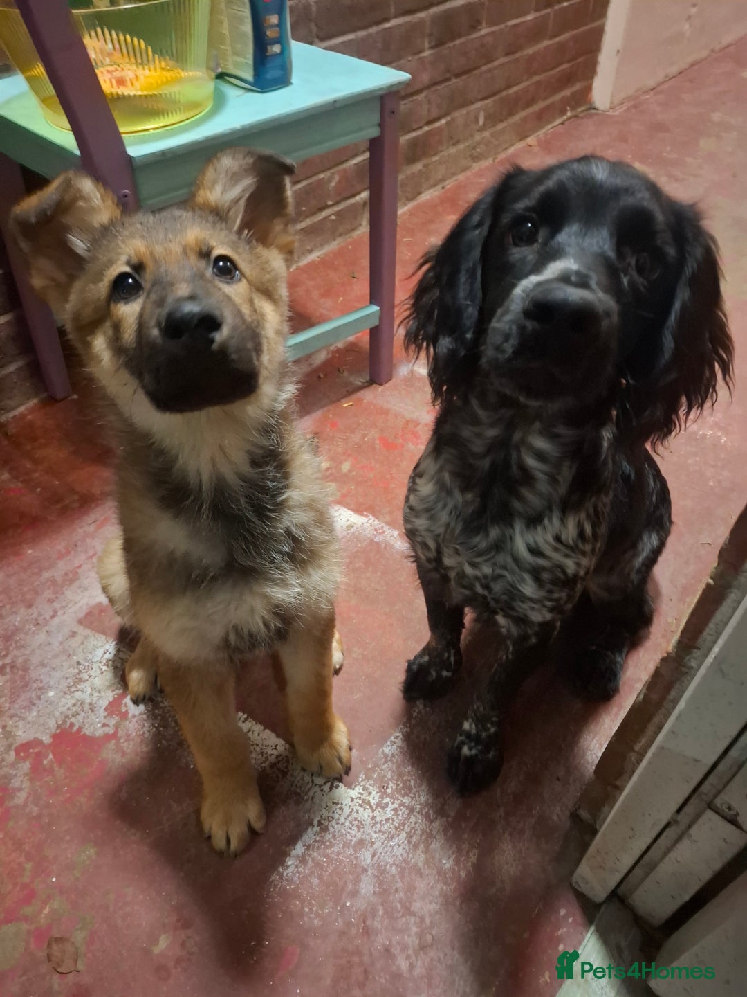 German shepherd boy 4months for sale in Salisbury | Pets4Homes