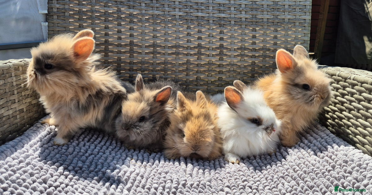 Double maned lionhead babies for sale in Cullompton | Pets4Homes