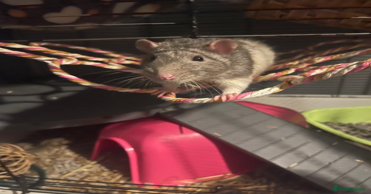 Male rat for adoption for sale in Sunbury-on-Thames | Pets4Homes