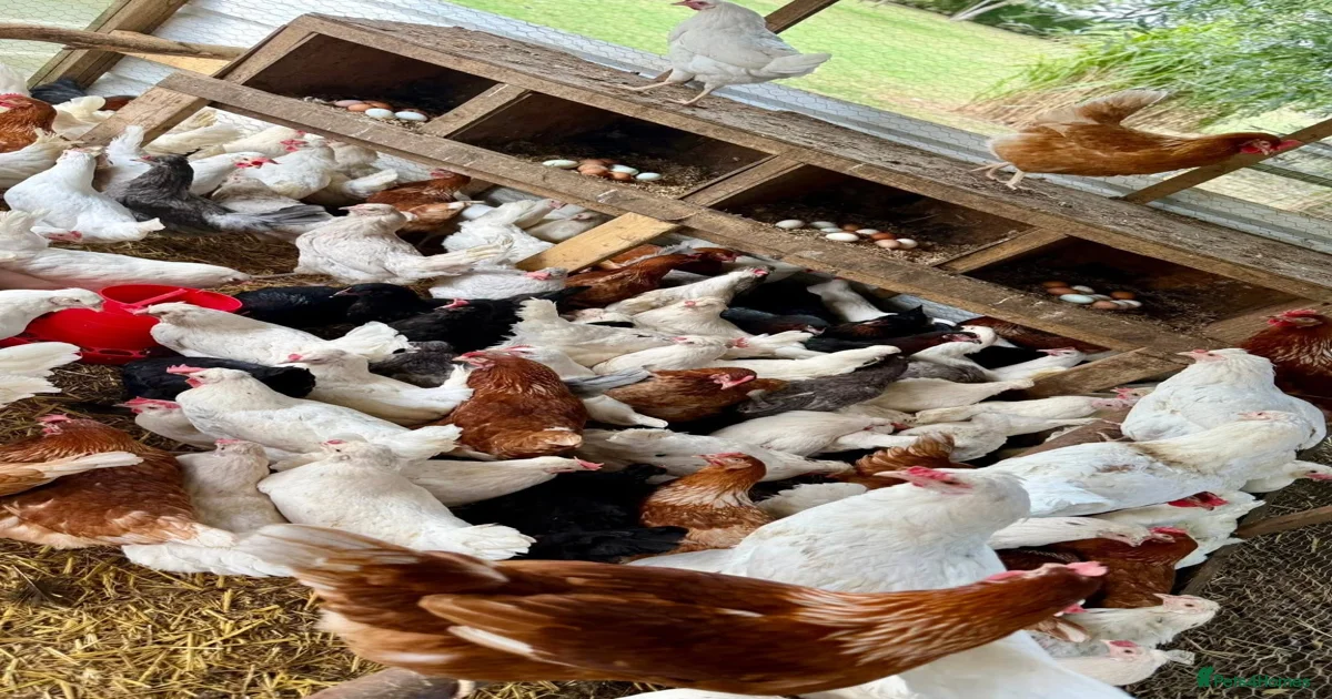 Pol Chickens Poultry for sale | Pets4Homes