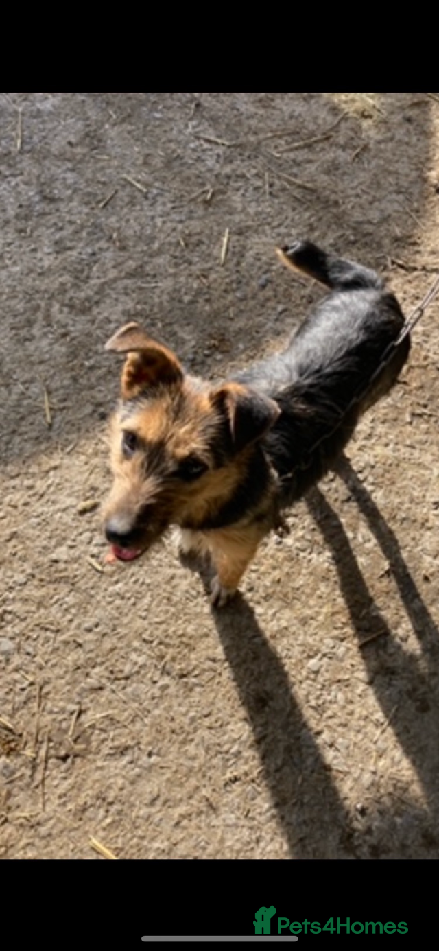 Beautiful Border Terrier X Show cocker spaniels for sale in Rhayader ...