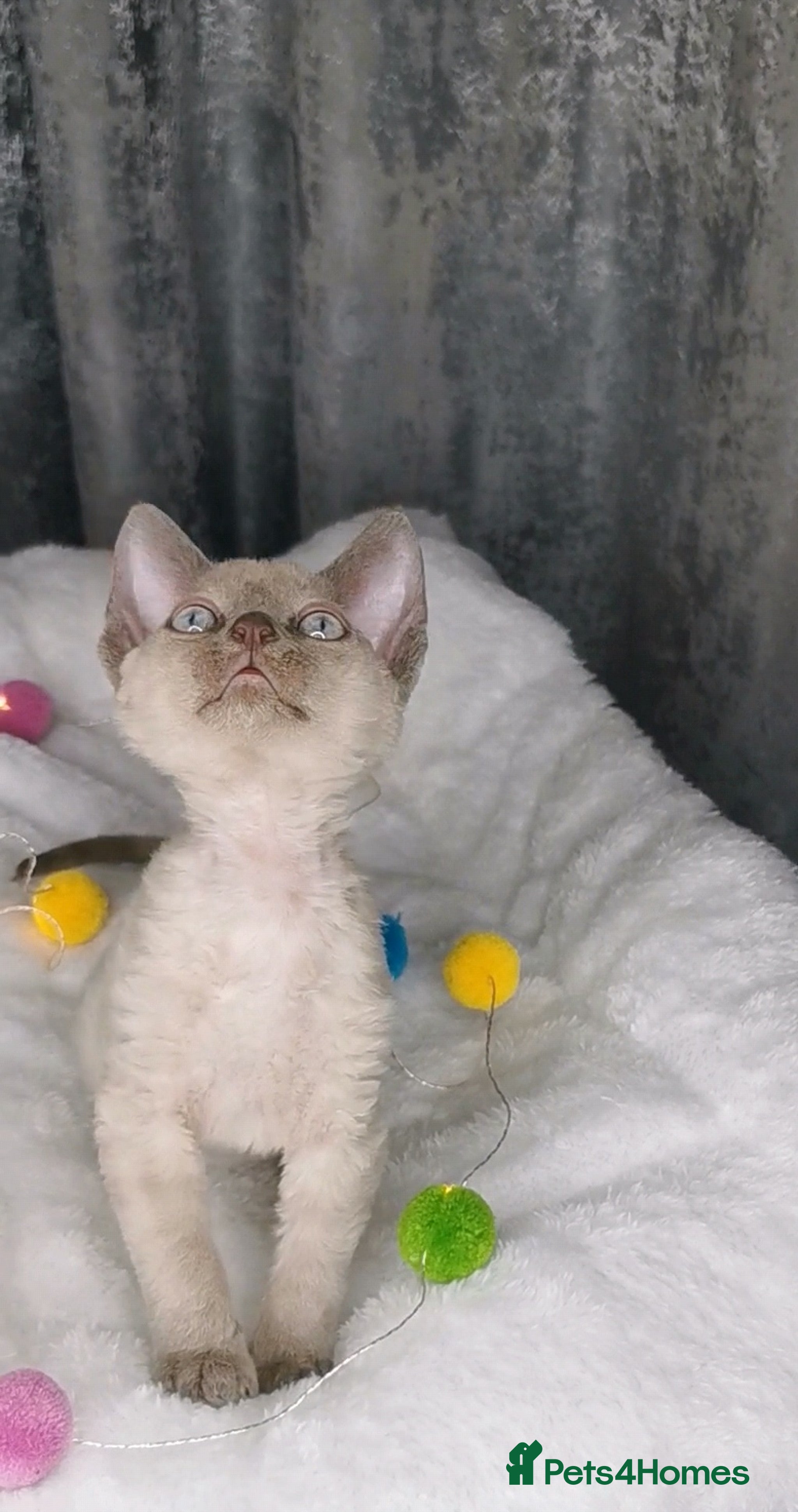 Blue point Devon Rex boy😍 for sale in Spalding | Pets4Homes