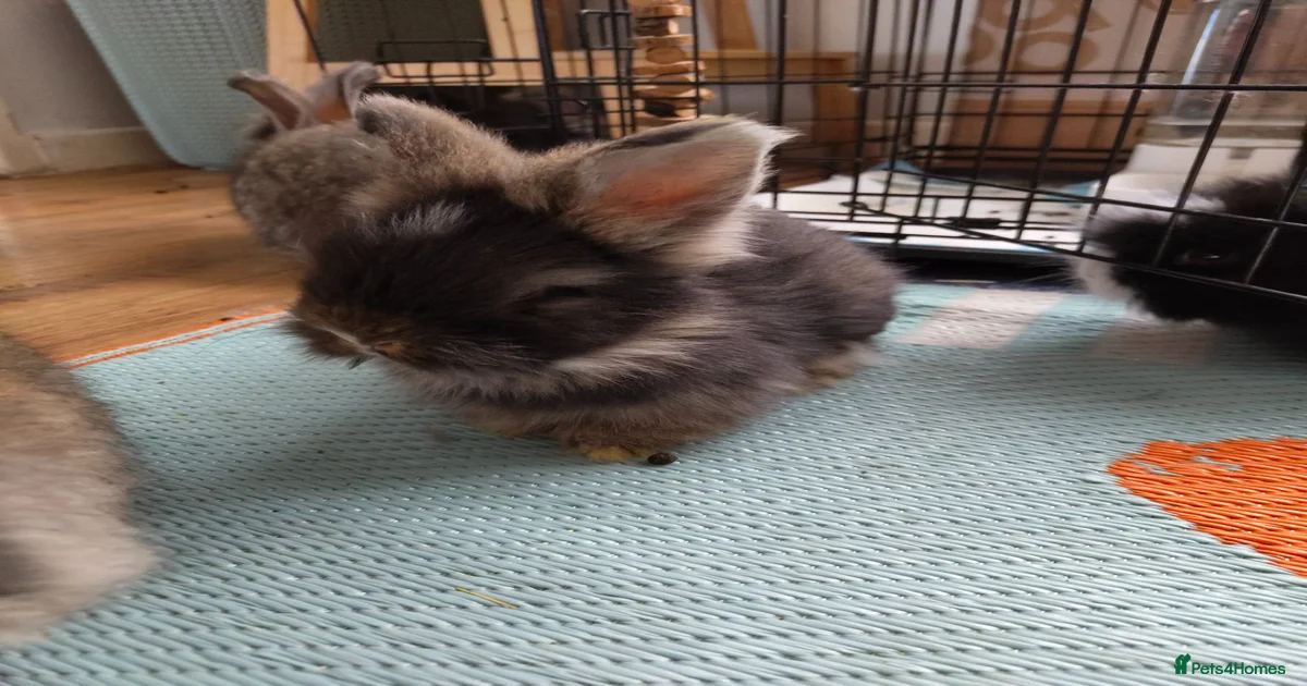 Angora Rabbits for sale in England | Pets4Homes