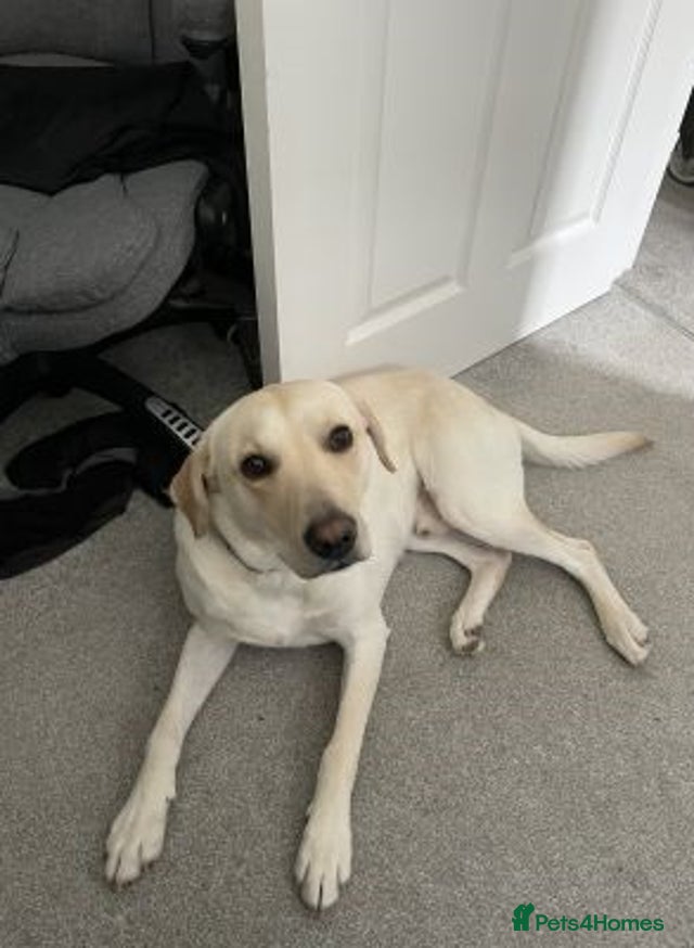 Adorable labrador retriever female for sale in Belfast | Pets4Homes