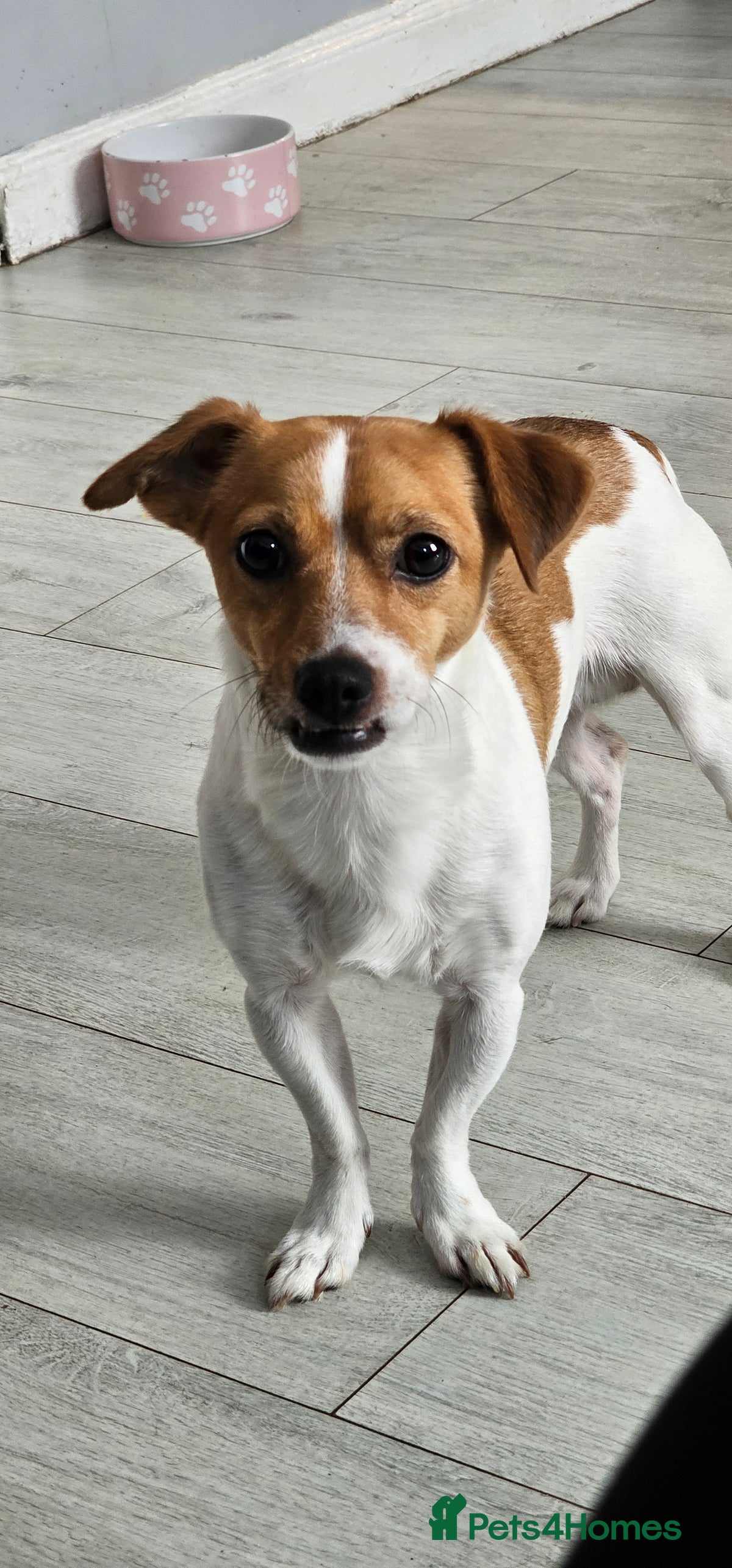 Jack russell for sale in Morpeth | Pets4Homes