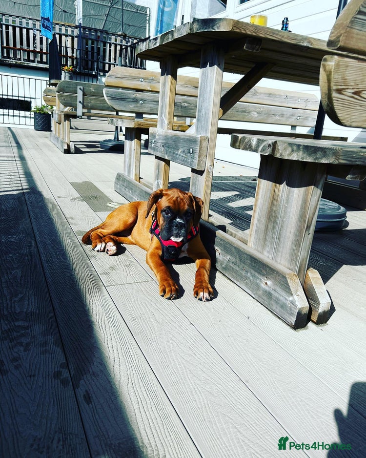 Bobtail Boxer puppies for sale | Pets4Homes